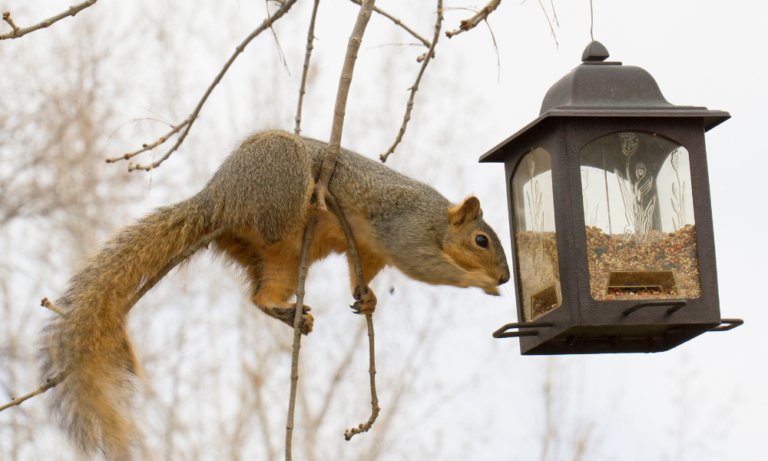 10 Humane Ways to Keep Ground Squirrels Out of Your Garden