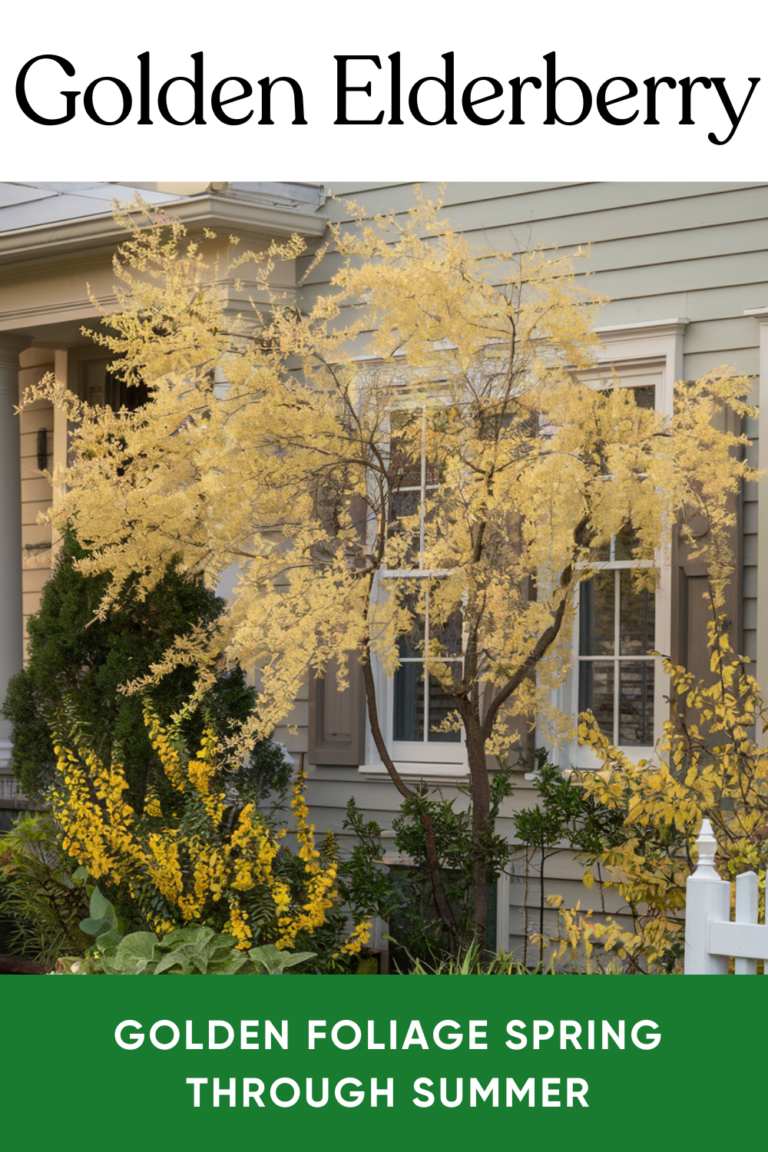 30 Colorful Shrubs to Add Year-Round Color to Your Landscape | DIY Garden