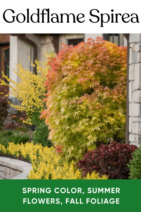 30 Colorful Shrubs to Add Year-Round Color to Your Landscape | DIY Garden