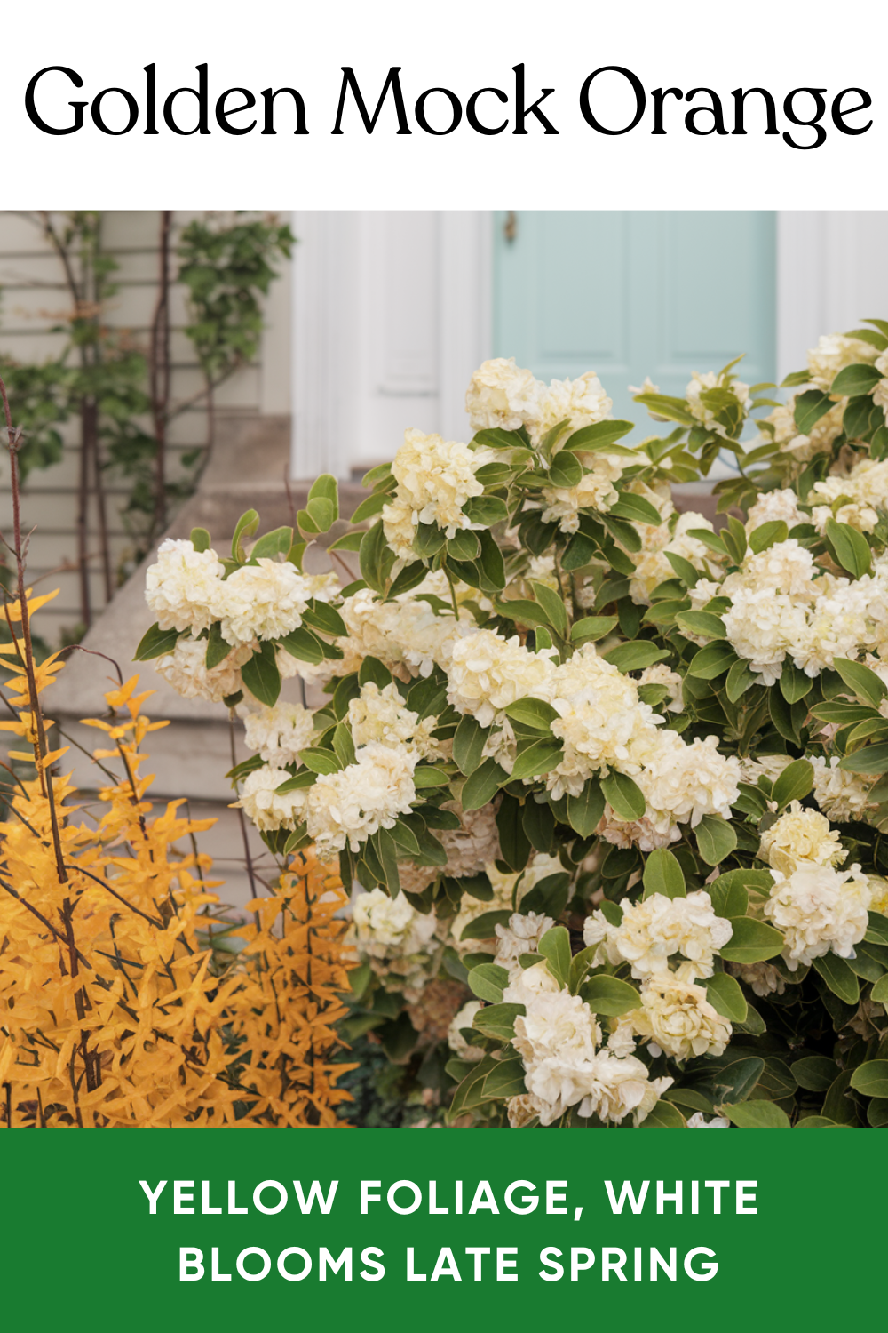 30 Colorful Shrubs to Add Year-Round Color to Your Landscape | DIY Garden