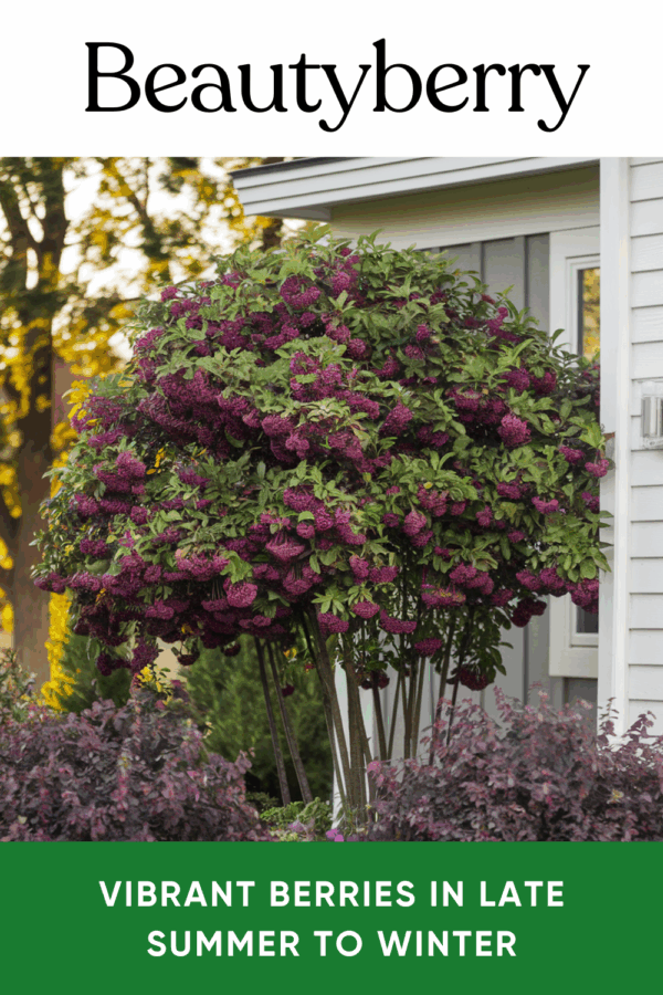 30 Colorful Shrubs to Add Year-Round Color to Your Landscape | DIY Garden