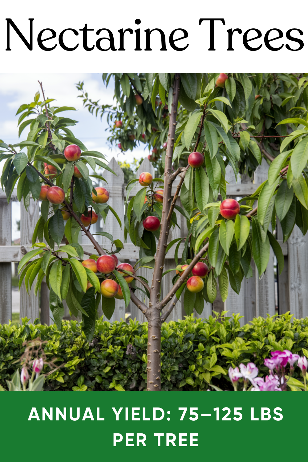 22 Low-Maintenance Fruit Trees Anyone Can Grow (Sorted by Climate ...