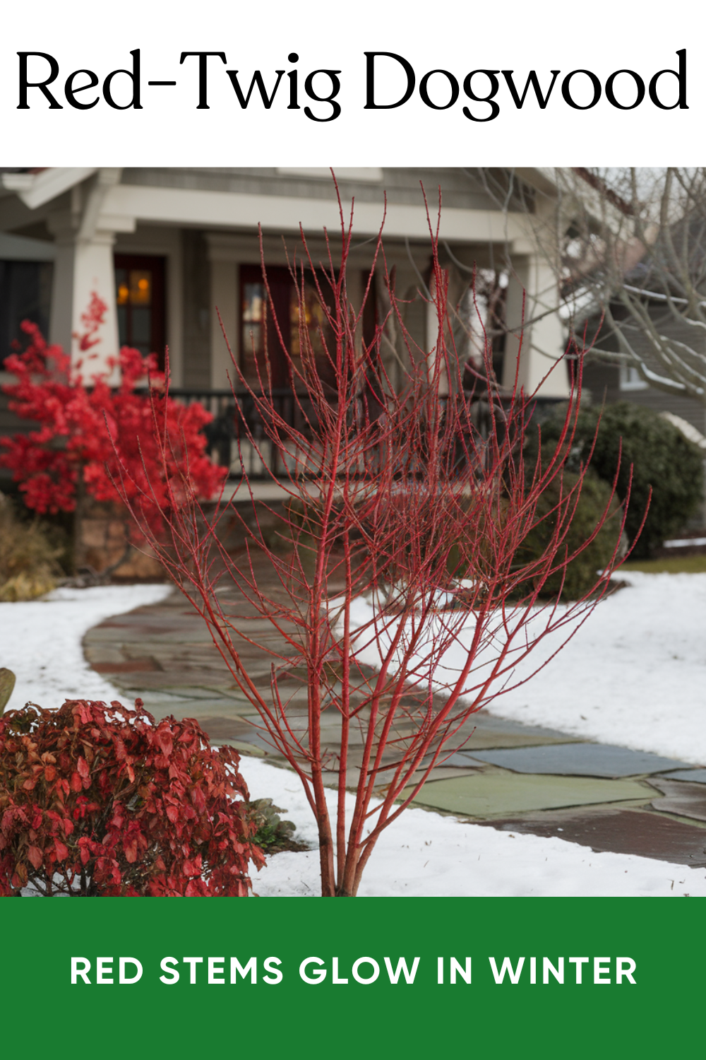 30 Colorful Shrubs to Add Year-Round Color to Your Landscape | DIY Garden