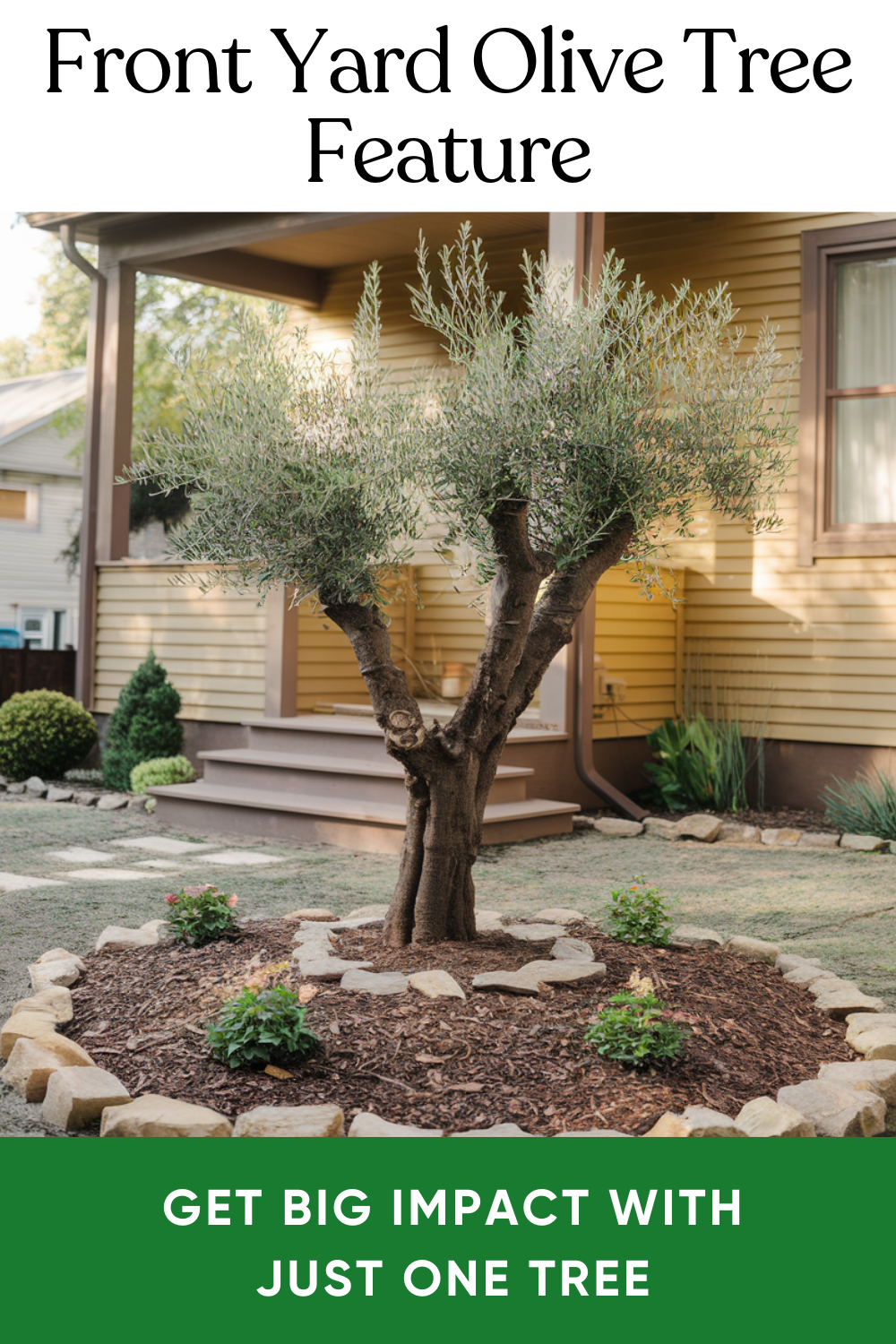 15 Stunning Olive Tree Landscaping Ideas | DIY Garden