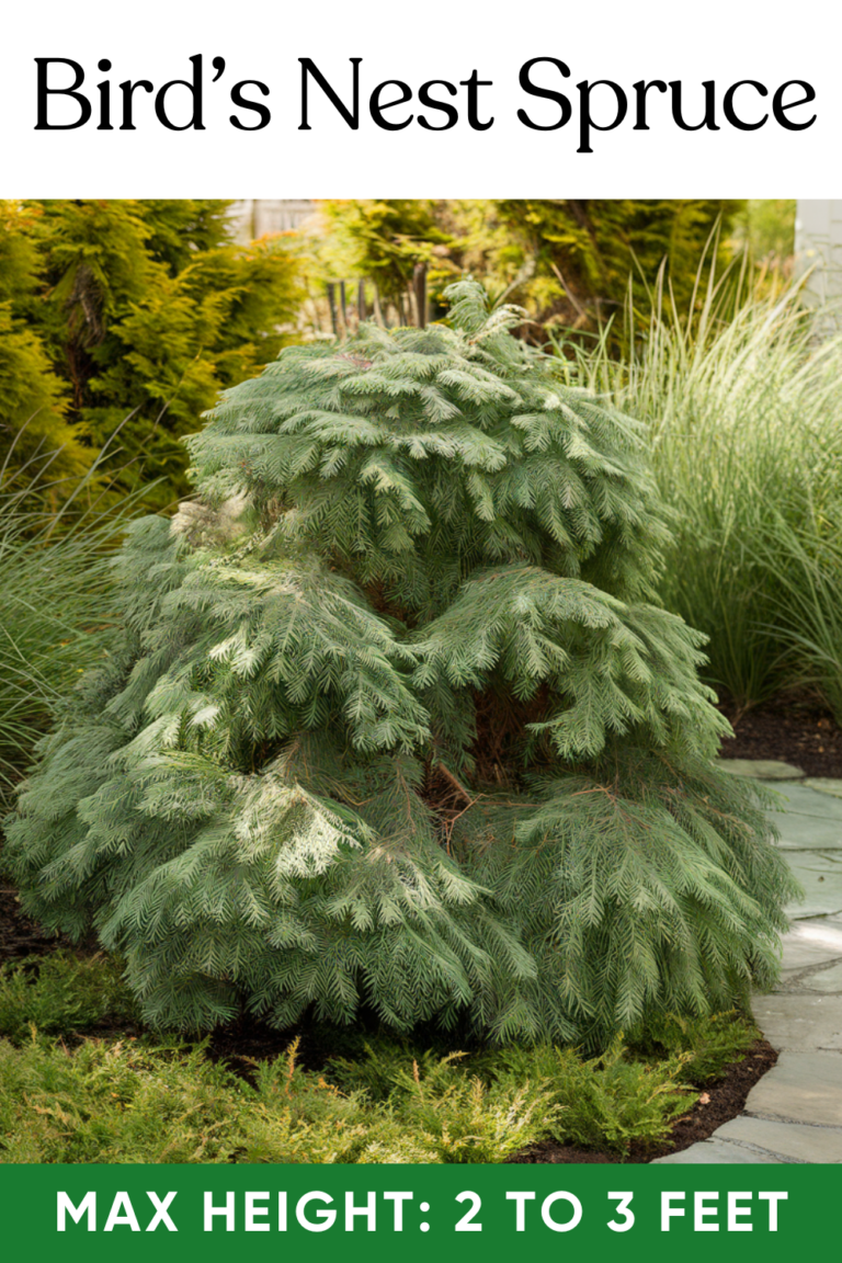 25 Dwarf Evergreen Shrubs for Your Front Yard | DIY Garden