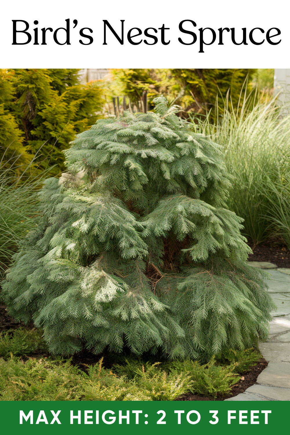 25 Dwarf Evergreen Shrubs for Your Front Yard | DIY Garden