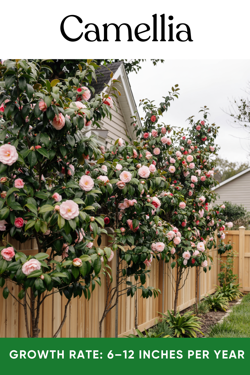 25 Stunning Plants to Create a Natural Privacy Screen Along Your Fence ...