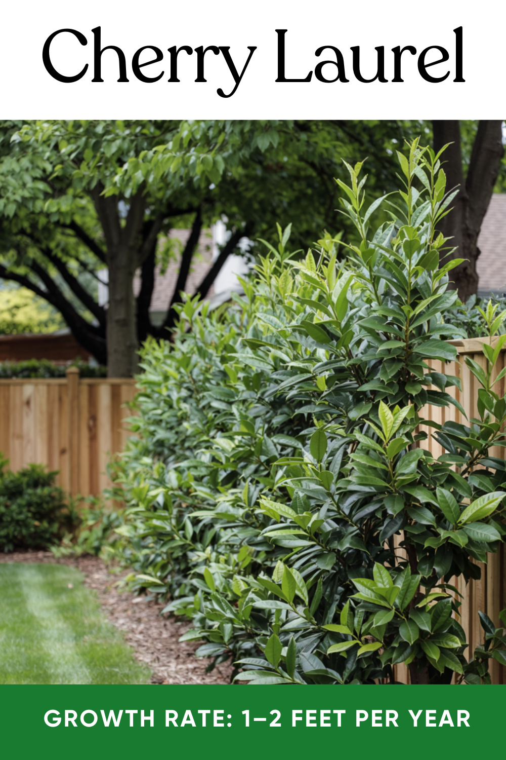 25 Stunning Plants to Create a Natural Privacy Screen Along Your Fence ...