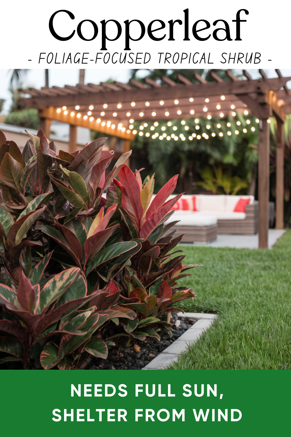 25 Tropical Shrubs & Plant Ideas for Backyard & Pool Landscaping | DIY ...