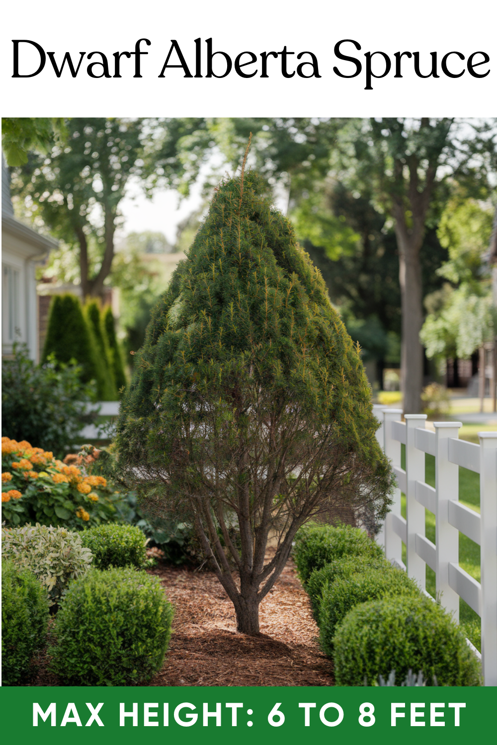 25 Dwarf Evergreen Shrubs for Your Front Yard | DIY Garden
