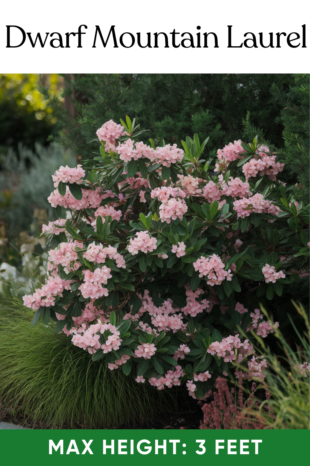 25 Dwarf Evergreen Shrubs for Your Front Yard | DIY Garden