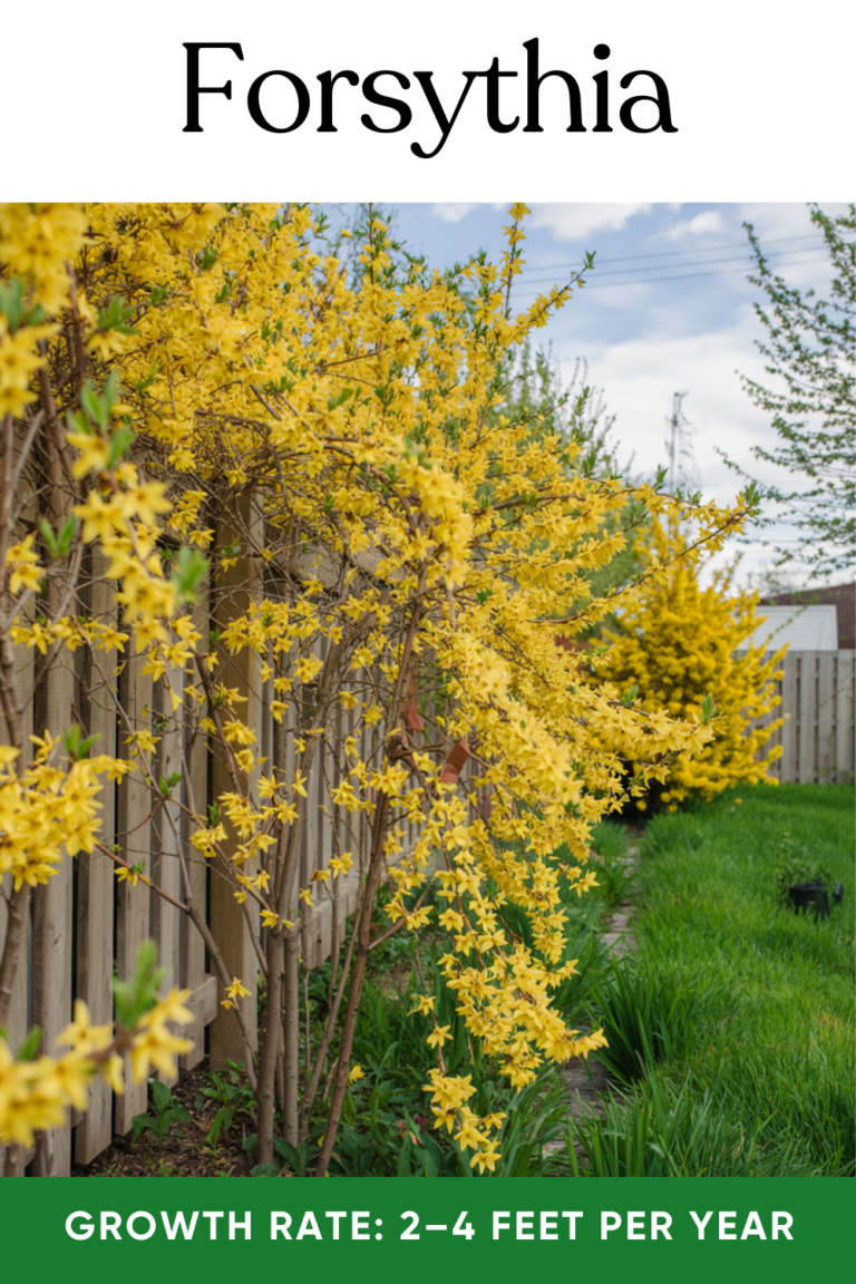15 Fastest Growing Shrubs to Grow as Privacy Hedges | DIY Garden