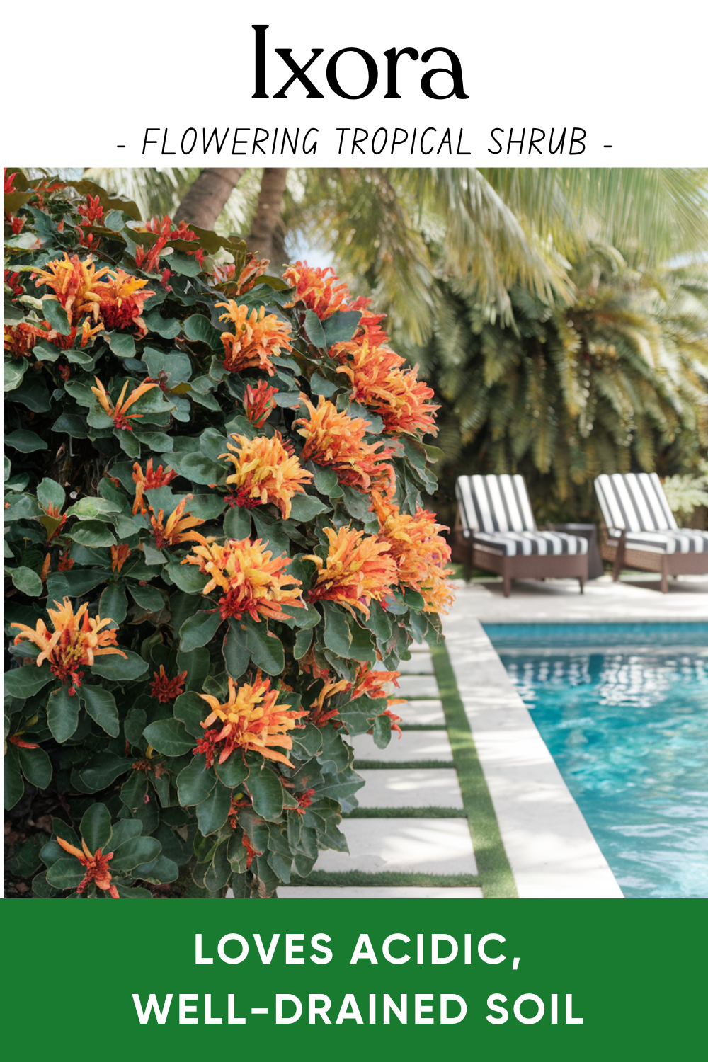 25 Tropical Shrubs & Plant Ideas for Backyard & Pool Landscaping | DIY ...