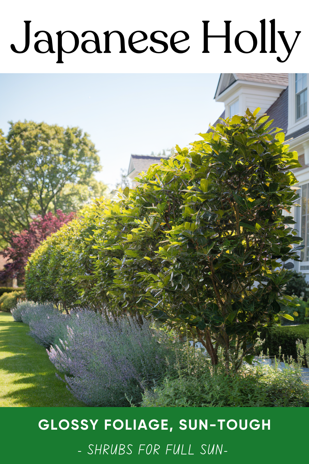 25 Best Shrubs for Full Sun (Evergreens, Flowering, Perennials ...