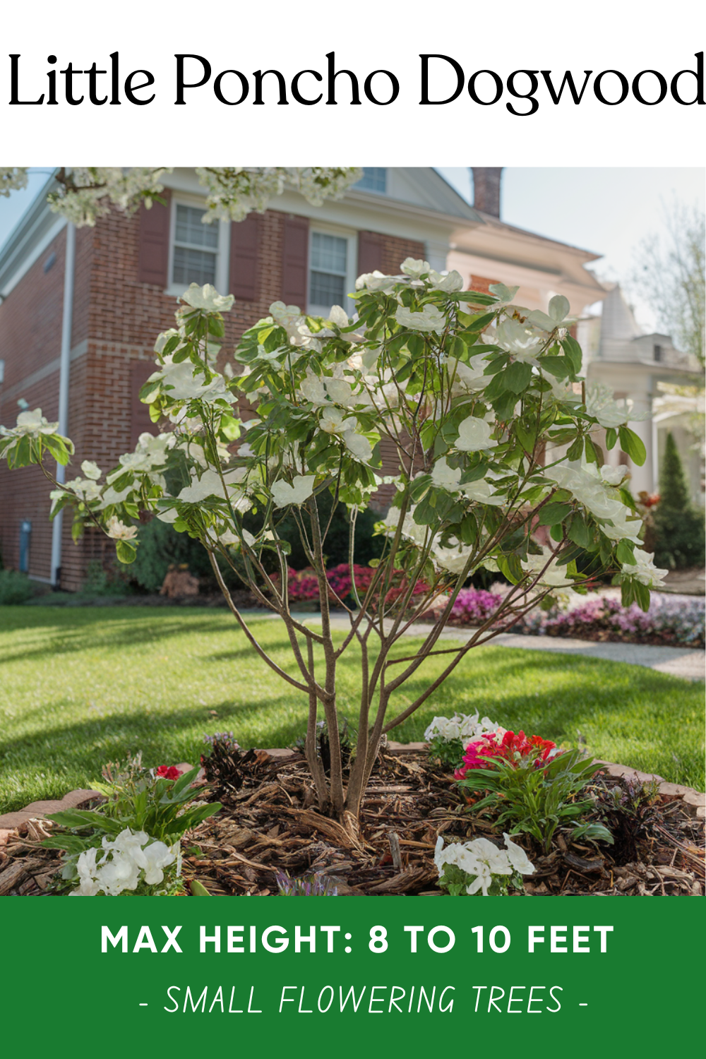 10 Best Small Flowering Trees for Front Yards (Under 10 Feet) | DIY Garden