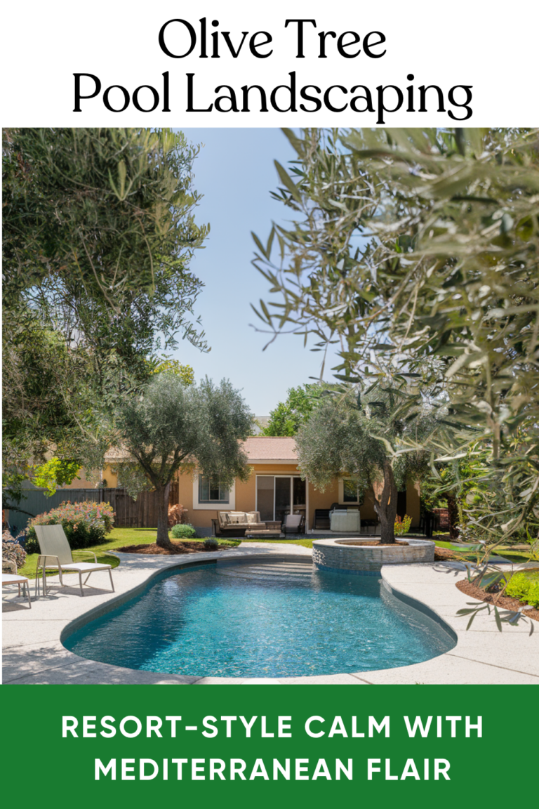 15 Stunning Olive Tree Landscaping Ideas | DIY Garden
