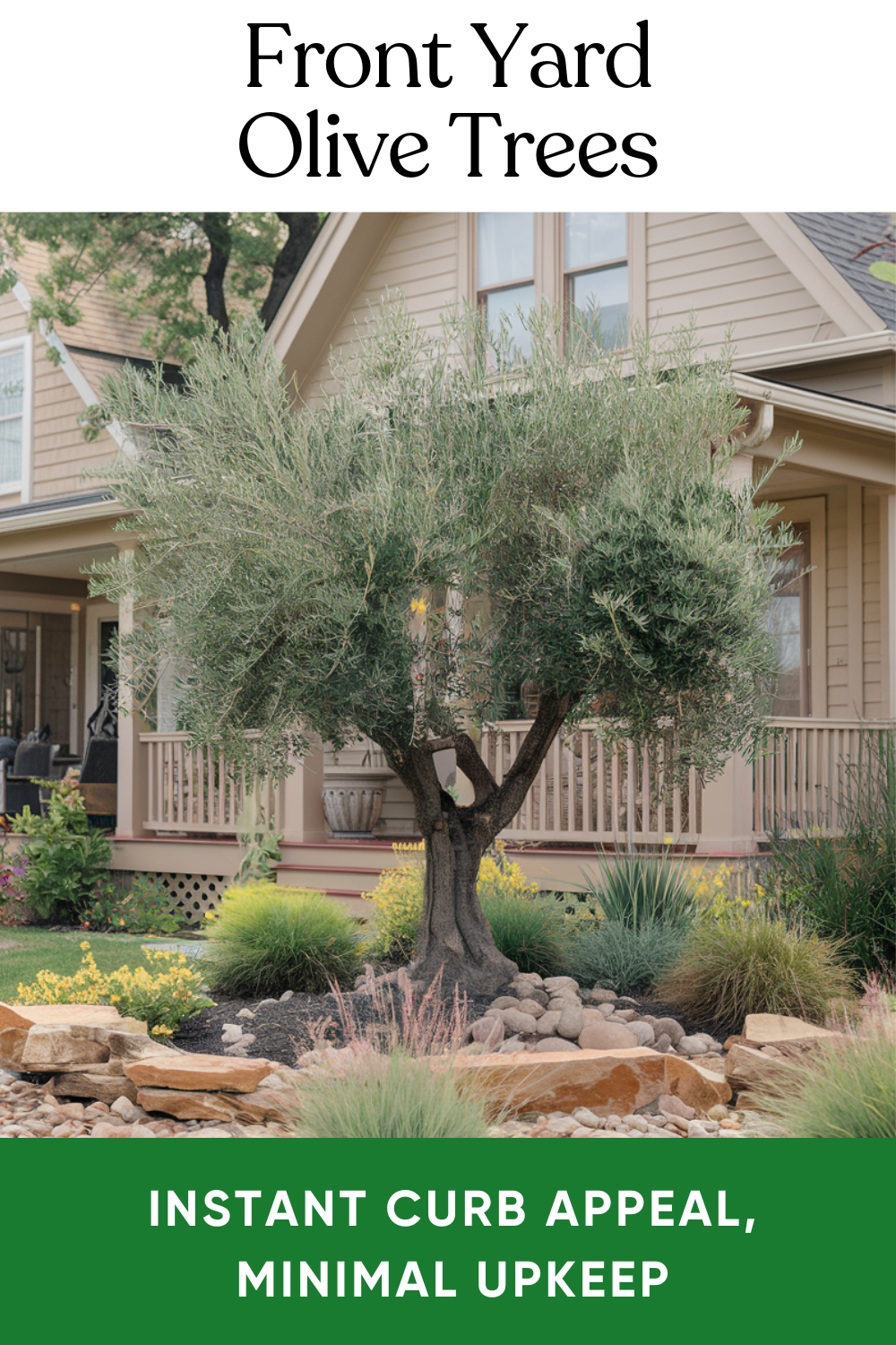 15 Stunning Olive Tree Landscaping Ideas | DIY Garden