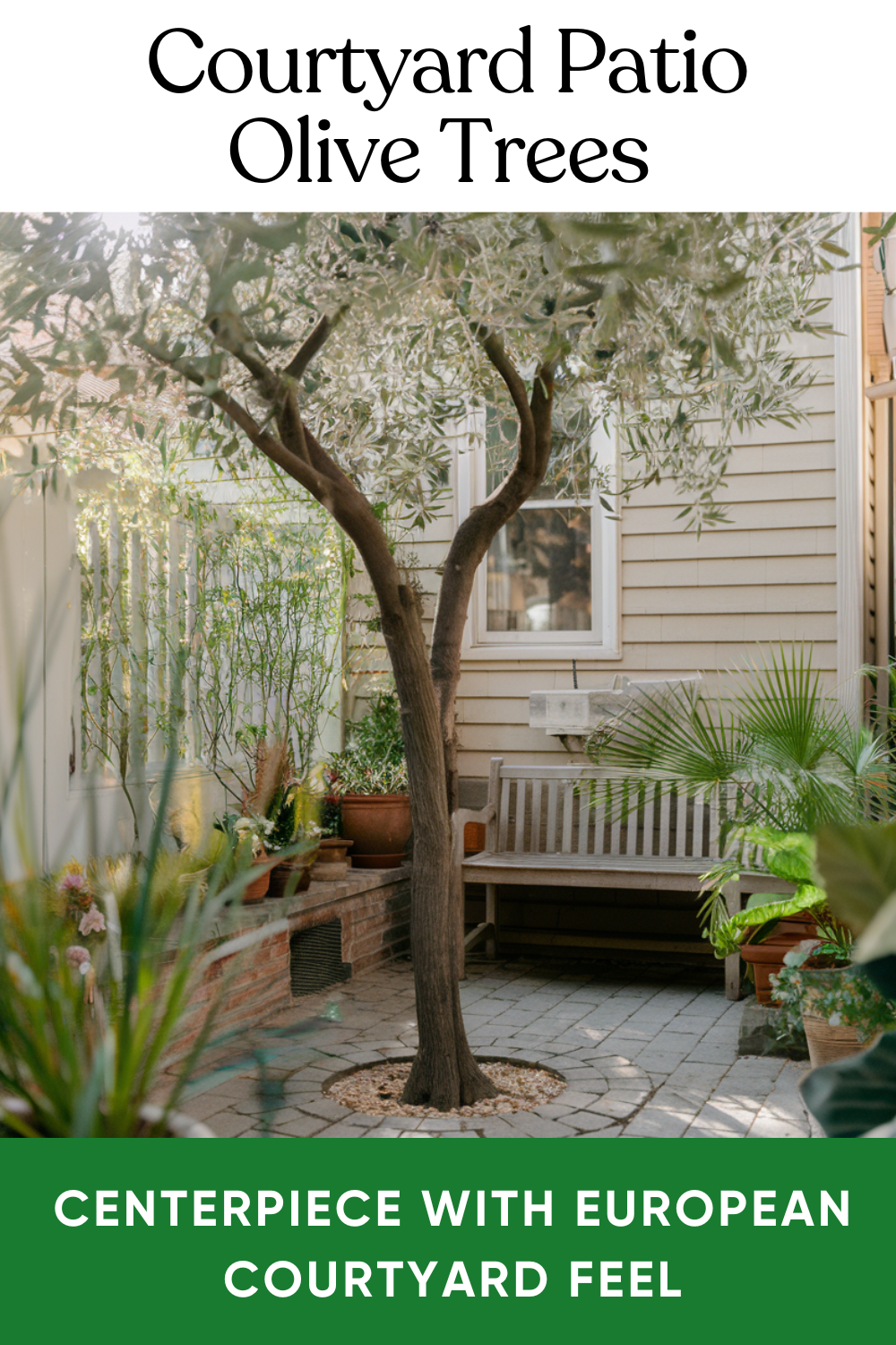 15 Stunning Olive Tree Landscaping Ideas | DIY Garden