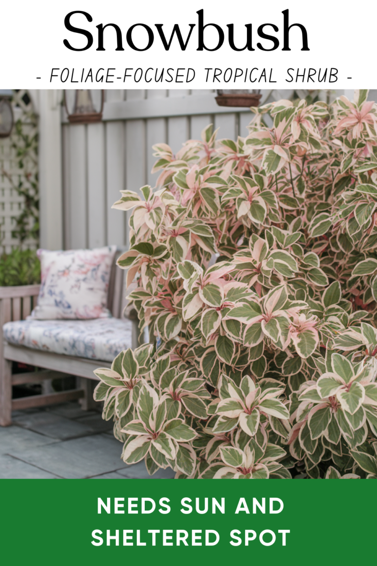 25 Tropical Shrubs & Plant Ideas for Backyard & Pool Landscaping | DIY ...
