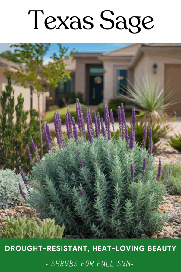 25 Best Shrubs for Full Sun (Evergreens, Flowering, Perennials ...