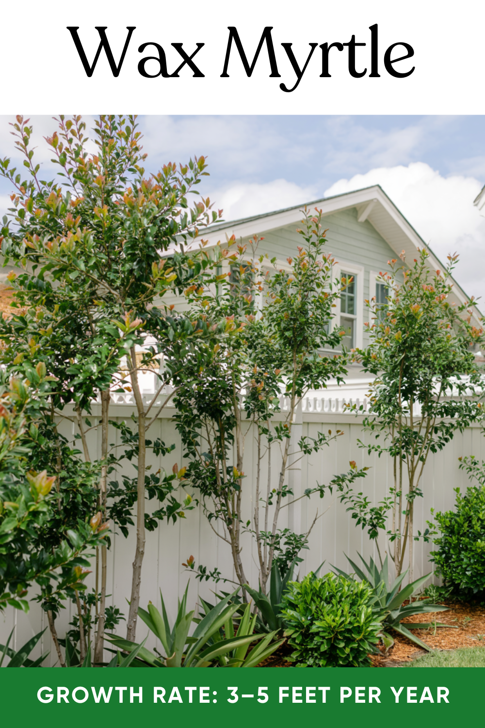 15 Fastest Growing Shrubs to Grow as Privacy Hedges | DIY Garden