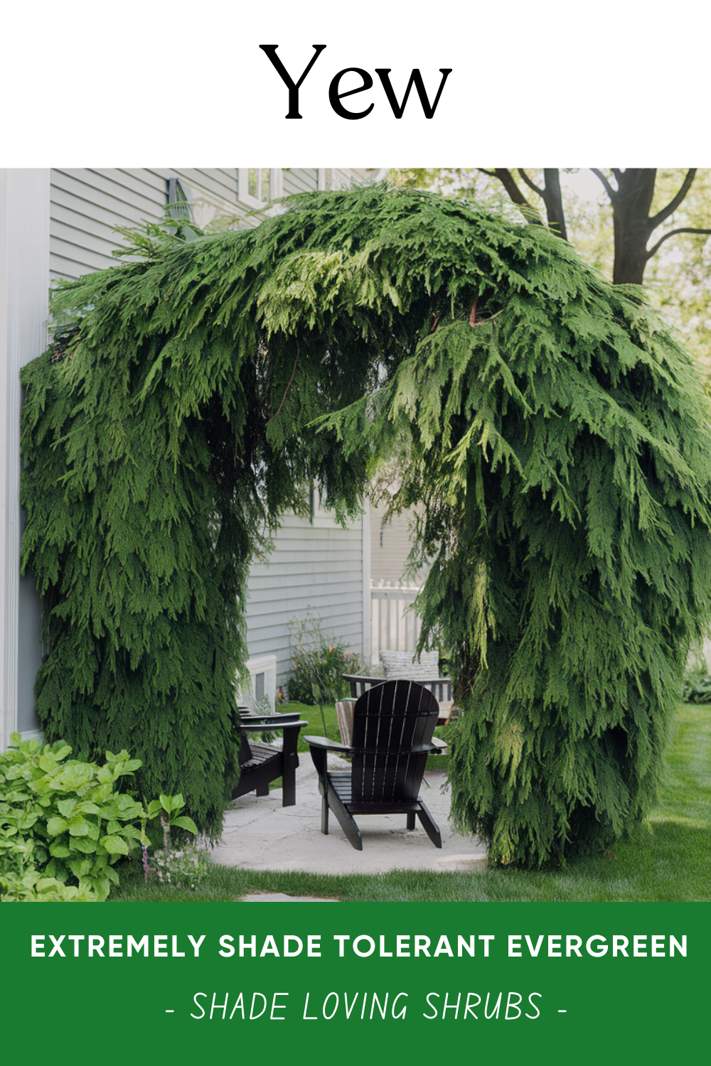 25 Best Shrubs That Thrive in the Shade | DIY Garden