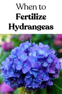 How and When to Fertilize Hydrangeas for Bigger Blooms | DIY Garden