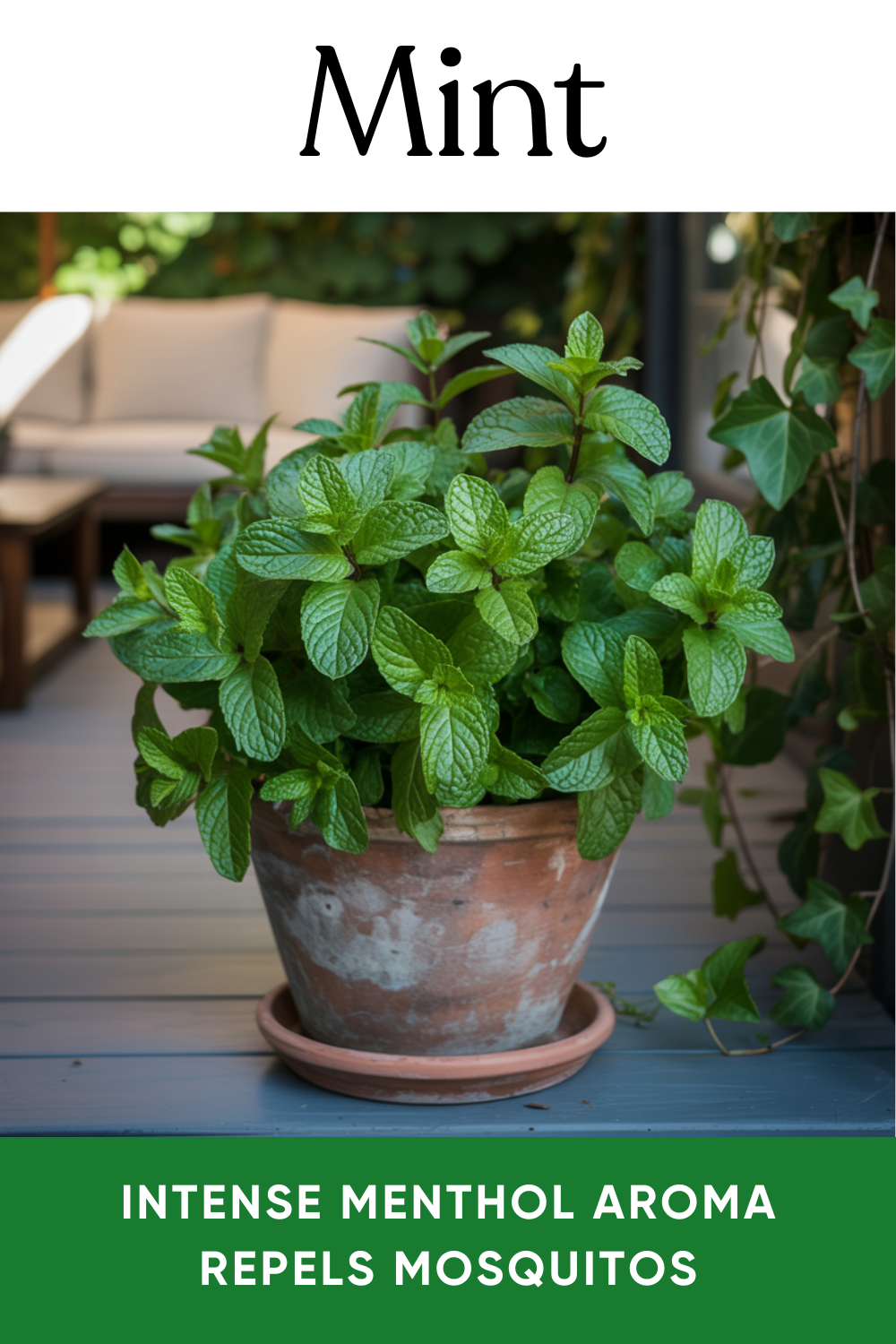10 Outdoor Plants That Repel Mosquitoes—Perfect for Pots, Patios ...