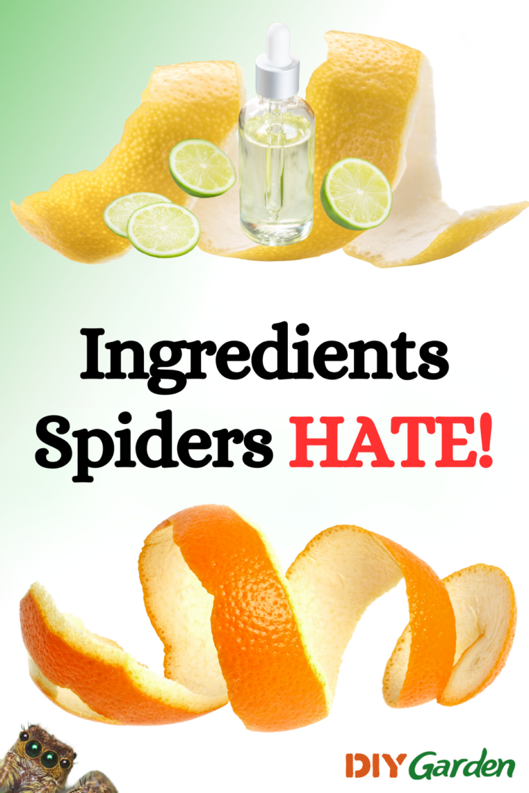 13 Natural Ways to Keep Spiders Out of Your House | DIY Garden