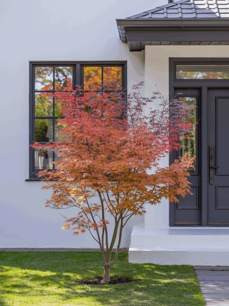 15 Small Trees Safe to Plant Near Your House (That Won’t Damage ...