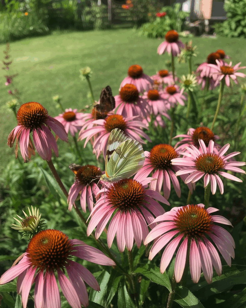 15 Beautiful Perennial Flowers That Attract Butterflies (Perfect for ...