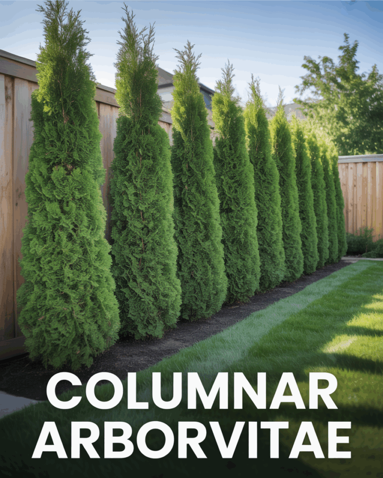 15 Best Tall Narrow Trees for Landscaping Small Spaces and Gardens ...