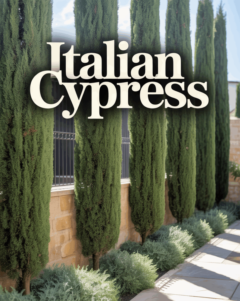 15 Best Tall Narrow Trees for Landscaping Small Spaces and Backyards ...