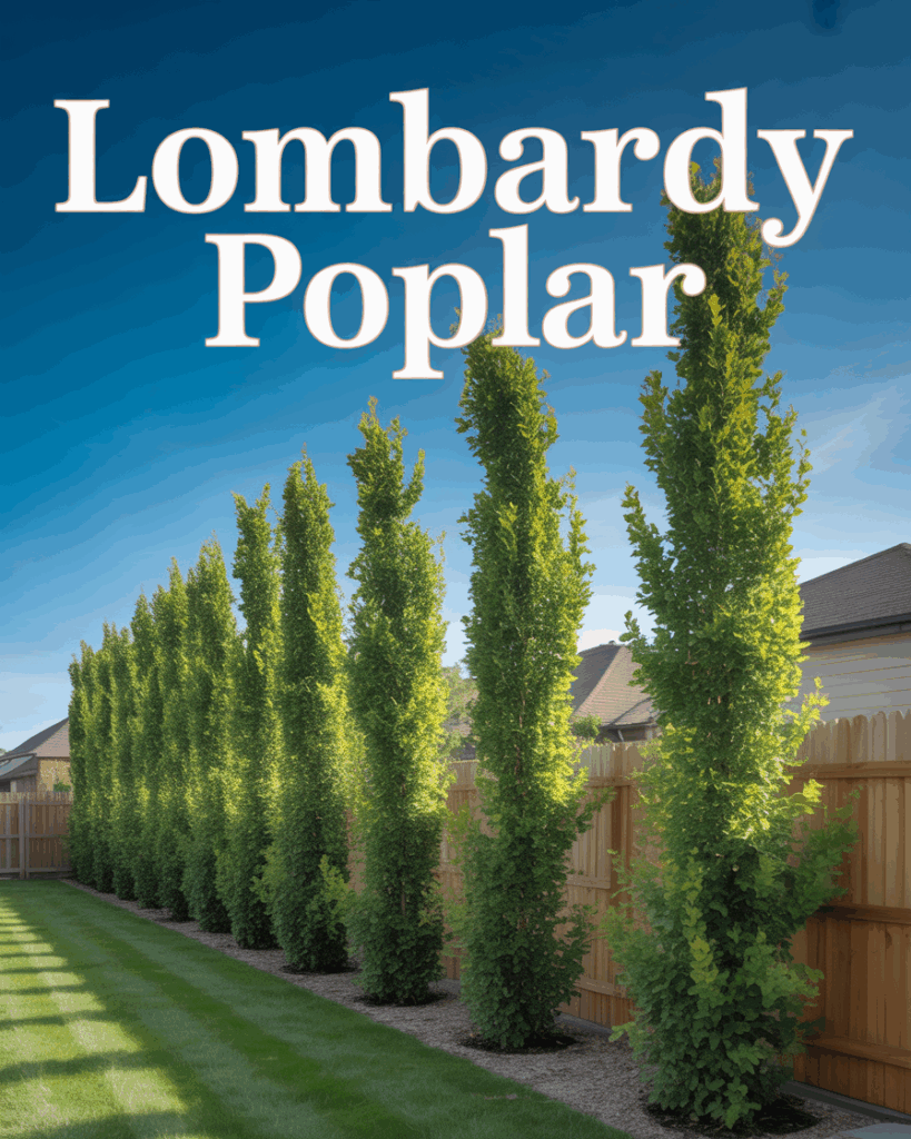 15 Best Tall Narrow Trees for Landscaping Small Spaces and Gardens ...