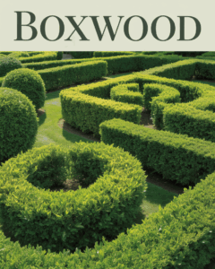 17 Best Plants for Windy Gardens That Are Low Maintenance and Storm ...