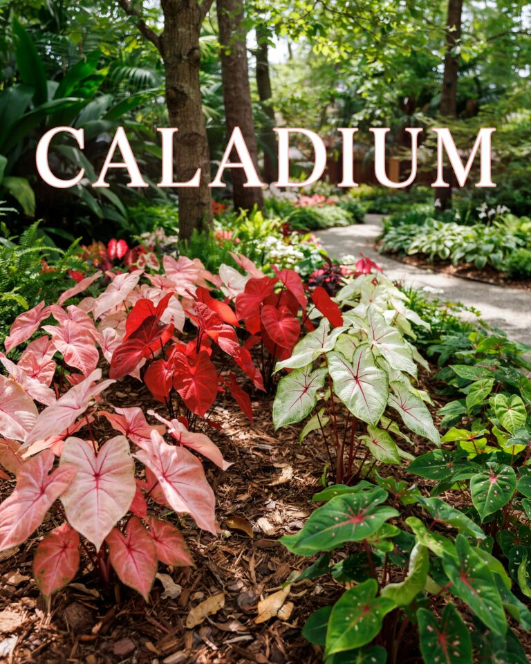 15 Shade Plants That Stay Beautiful Through Summer Heat and Brighten ...